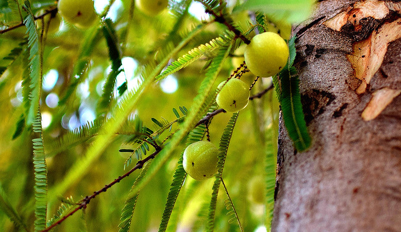 7 DESi Benefits of Amla or Indian Gooseberry